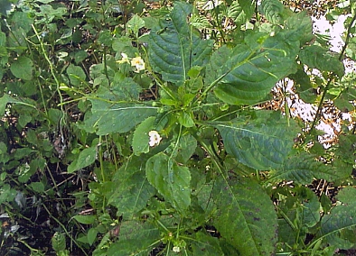 lemmaltsvaikeseoiene